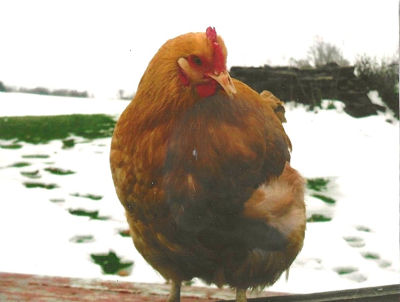 Scissor Beak in Chickens: What Is It & What To Do About It - Hobby Farms