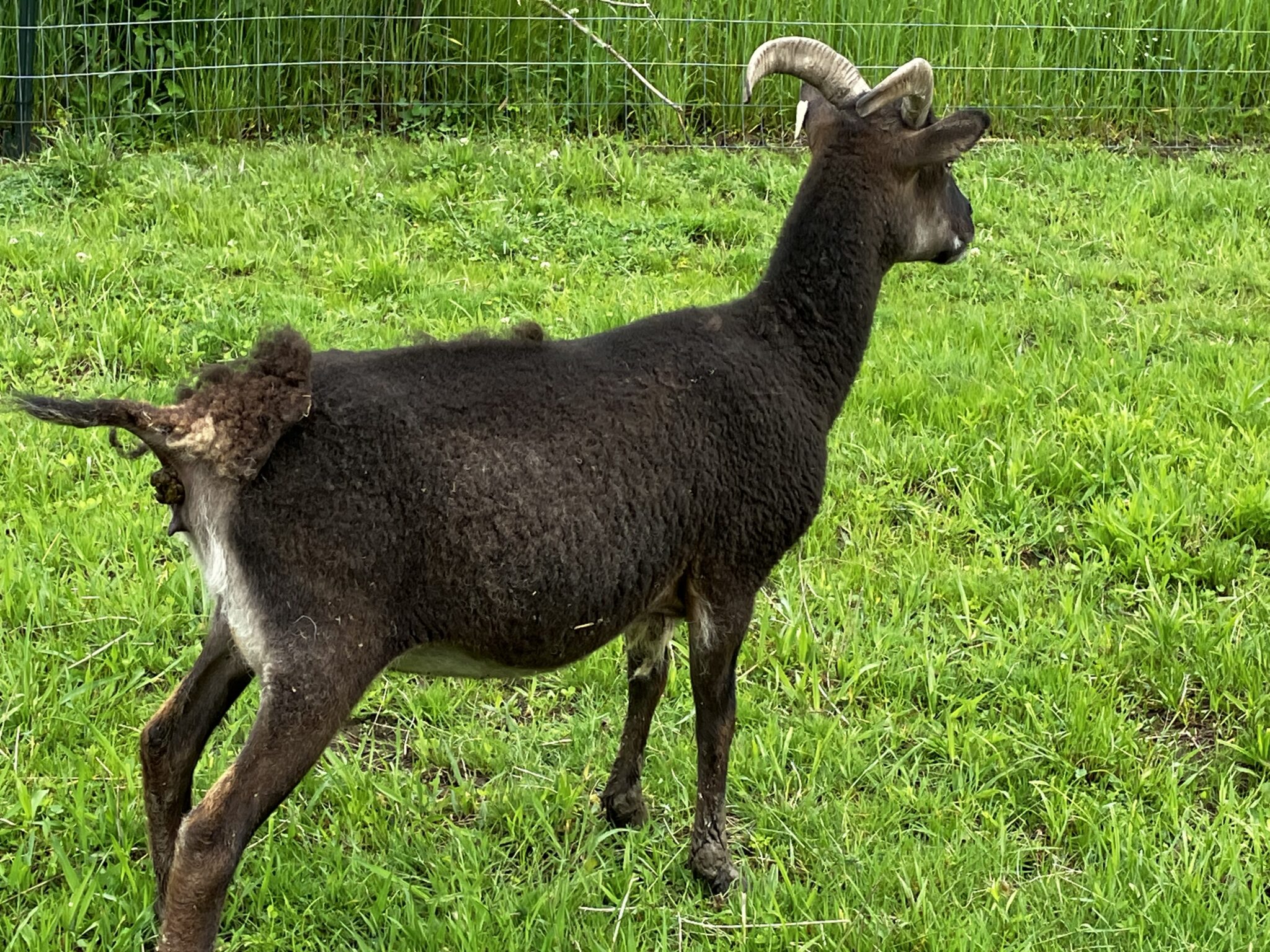 Raising Sheep: How to Treat Wool Loss - Hobby Farms