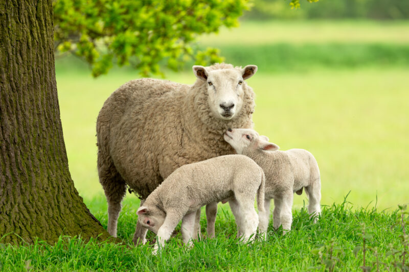 A Sheep Breeding Season Checklist: 10 Steps for Success - Hobby Farms