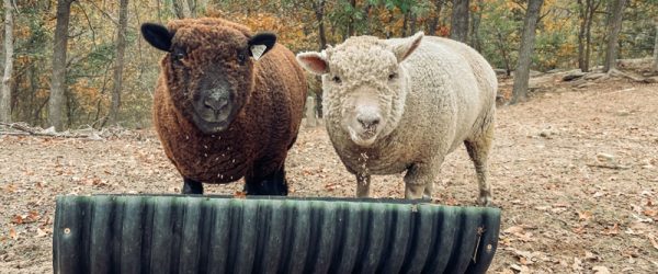 Animals - Hobby Farms