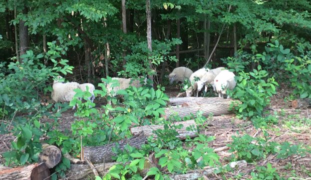 Sheep Can Help You Control Weeds On The Farm - Hobby Farms
