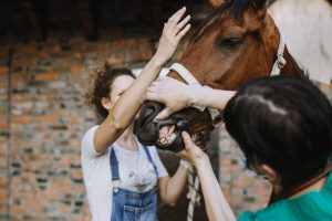 How To Administer A Farm Animal Medication Yourself - Hobby Farms