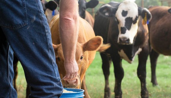 Start Raising Beef Cattle To Meet Your Meat Needs - Hobby Farms