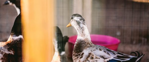 Ducks Can Bring Real Value To The Backyard - Hobby Farms