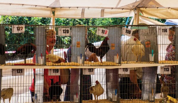 How To Show Your Chicken At A Poultry Exhibition - Hobby Farms