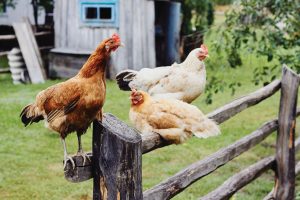 How to Manage Sticktight Fleas In Your Chicken Flock - Hobby Farms