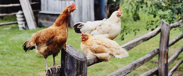 How to Manage Sticktight Fleas In Your Chicken Flock - Hobby Farms