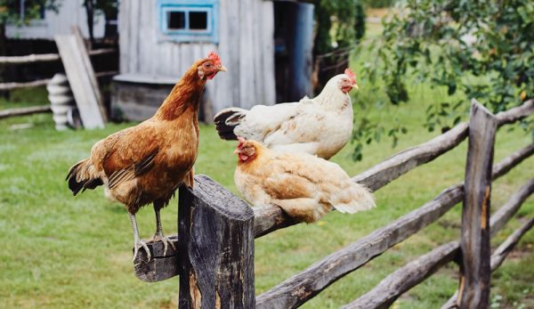 How To Manage Sticktight Fleas In Your Chicken Flock - Hobby Farms