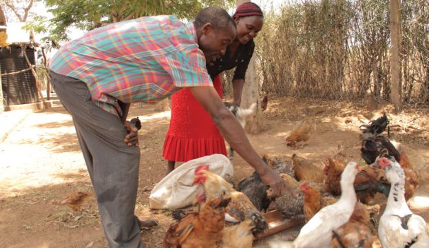 From Humble Village Poultry To Backyard Chickens - Hobby Farms