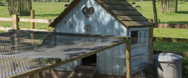 Protect Your Chicken Coop From Common Predators - Hobby Farms