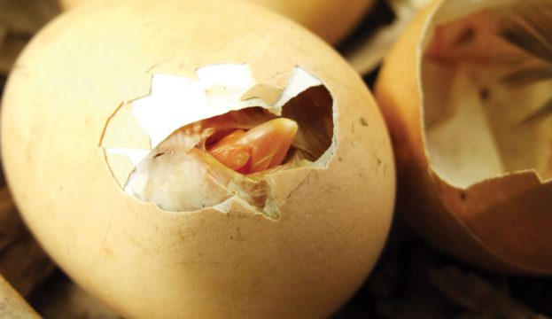 Do Chickens Have Belly Buttons? Chick Navel Health - Hobby Farms