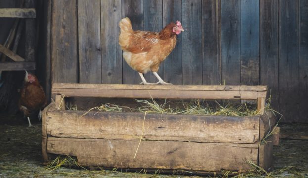 Chicken Euthanasia: When & How To Help - Hobby Farms