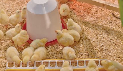 5 Nervous System Disorders In Chicks - Hobby Farms
