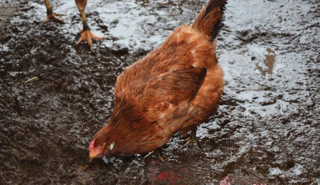 How To Help Your Chickens Through The Cold Winter - Hobby Farms