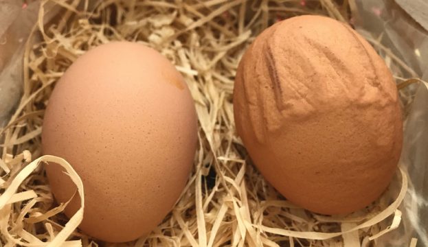 Abnormal Chicken Eggs: What They Mean and What to Do - Hobby Farms