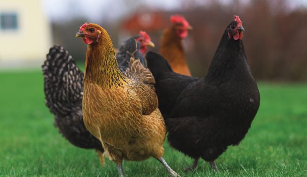 meat birds - Hobby Farms