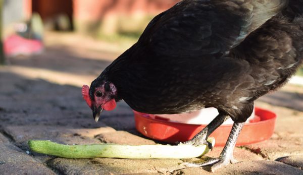 Avoid Giving These Toxic Foods To Your Chickens - Hobby Farms
