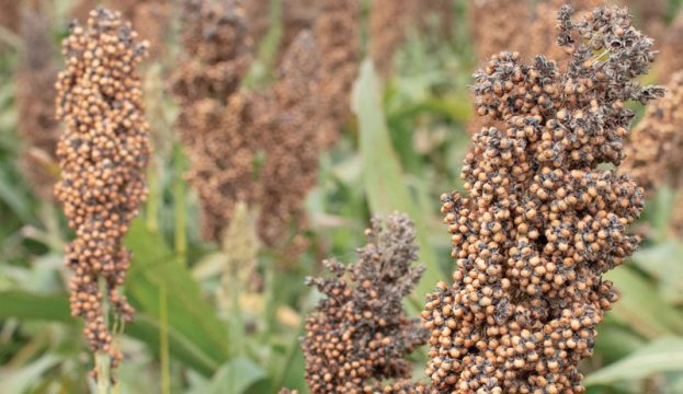 Add Some Grain Crops To Your Homestead Garden - Hobby Farms