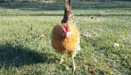 A Field Guide To Types Of Chicken Combs - Hobby Farms