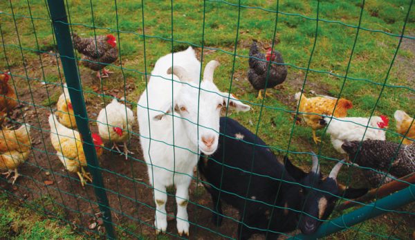 Pasture Goats & Chickens Together For A Dynamic Duo - Hobby Farms