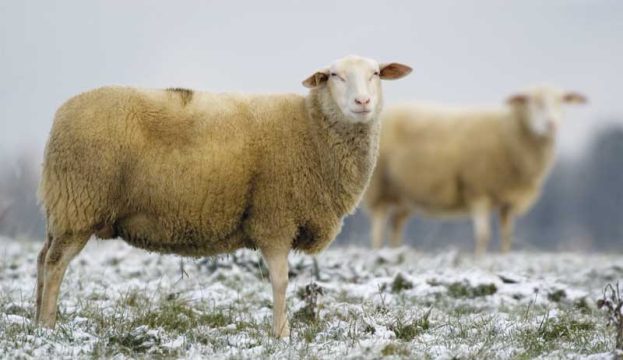 Top Livestock Breeds For Your Farm - Hobby Farms