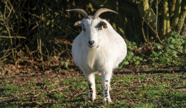 Having Kids: Your Guide to Goat Pregnancy – Hobby Farms