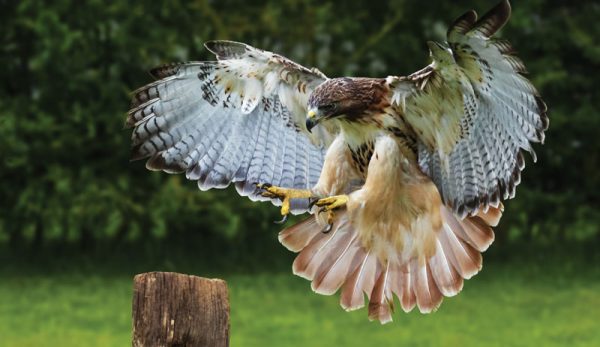 15 Tips To Protect Your Chickens From Predators - Hobby Farms