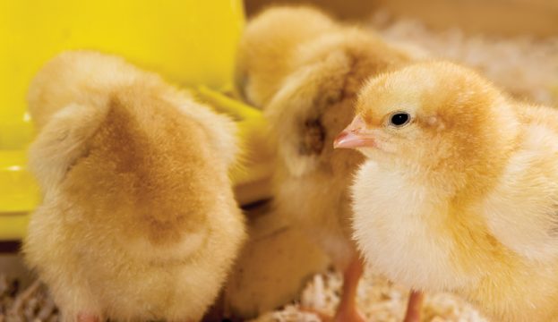 5 Nervous System Disorders In Chicks - Hobby Farms