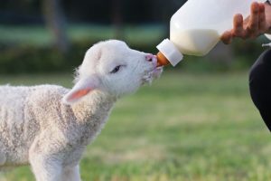 Raise Sheep On Small Farms For Economical Meat - Hobby Farms