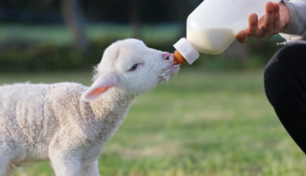 Raise Sheep On Small Farms For Economical Meat - Hobby Farms