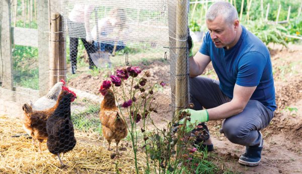 15 Tips To Protect Your Chickens From Predators - Hobby Farms