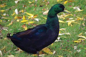 Ducks Can Bring Real Value To The Backyard - Hobby Farms
