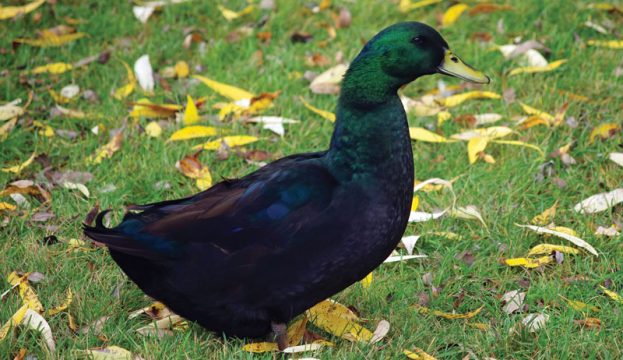 Ducks Can Bring Real Value To The Backyard - Hobby Farms