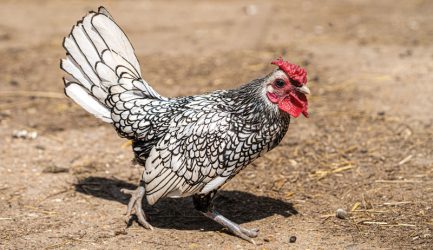 Bantam Breeds Pack A Lot Into A Little - Hobby Farms