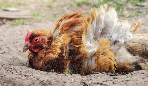 Bust Winter Chicken Boredom & Stop Destructive Habits - Hobby Farms
