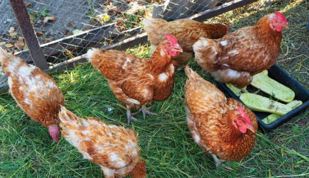How To Control Bugs On & Around Your Chickens - Hobby Farms