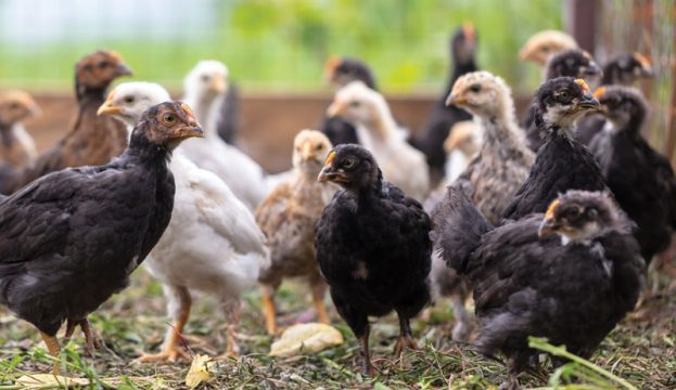 mixed poultry - Hobby Farms