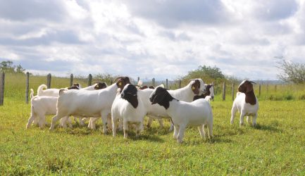 Meat Goats Are Great For Small Farms! - Hobby Farms