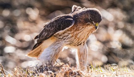 ID Chicken Predator Problems To Protect Your Flock - Hobby Farms