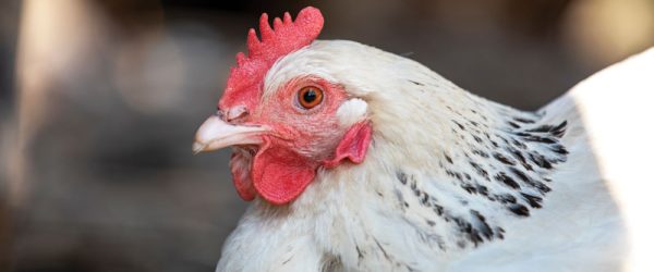 Let's Talk About Chicken Sex Reversal - Hobby Farms
