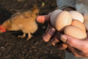 What A Chicken Eats Can Cause Health Woes & Toxicity - Hobby Farms