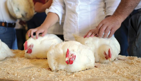 How To Show Your Chicken At A Poultry Exhibition - Hobby Farms