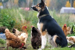 ID Chicken Predator Problems To Protect Your Flock - Hobby Farms
