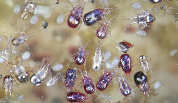 How To Control Bugs On & Around Your Chickens - Hobby Farms