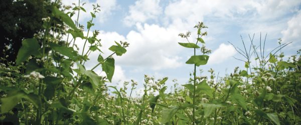 These 10 Crops Will Help You Improve Your Soil - Hobby Farms