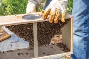Nectar Flow Changes & Seasonal Tasks For Honeybees - Hobby Farms