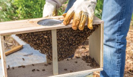 Nectar Flow Changes & Seasonal Tasks For Honeybees - Hobby Farms