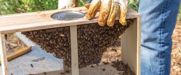 Nectar Flow Changes & Seasonal Tasks For Honeybees - Hobby Farms