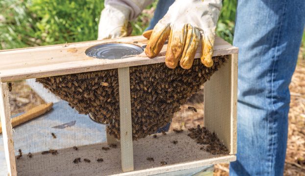 Nectar Flow Changes & Seasonal Tasks For Honeybees - Hobby Farms
