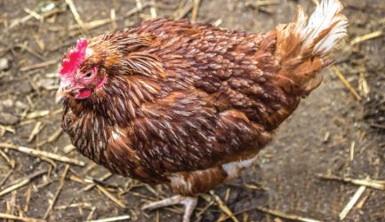 Chicken Euthanasia: When & How To Help - Hobby Farms